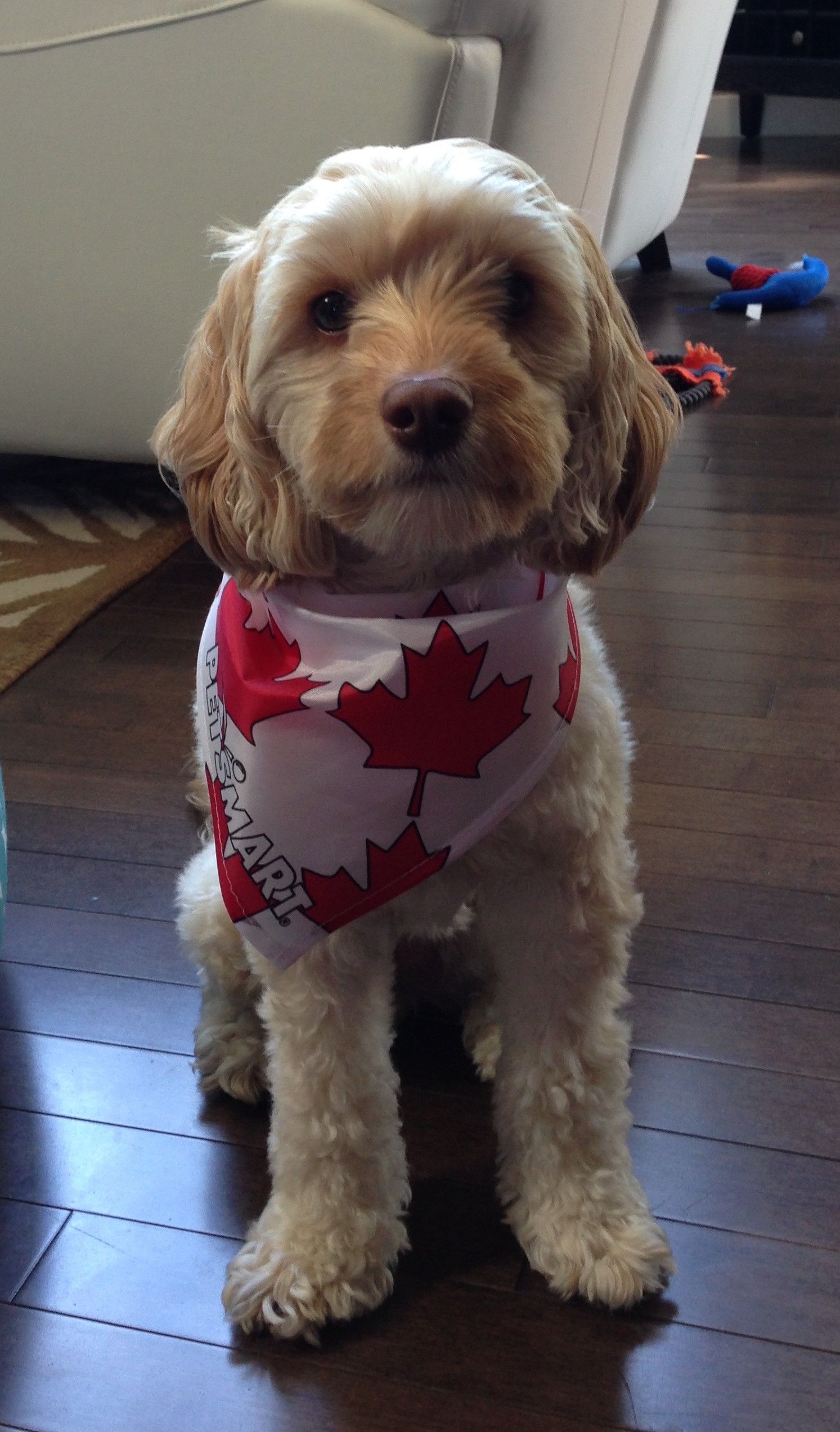 Kiehl's For Your Dog - Styled to Sparkle