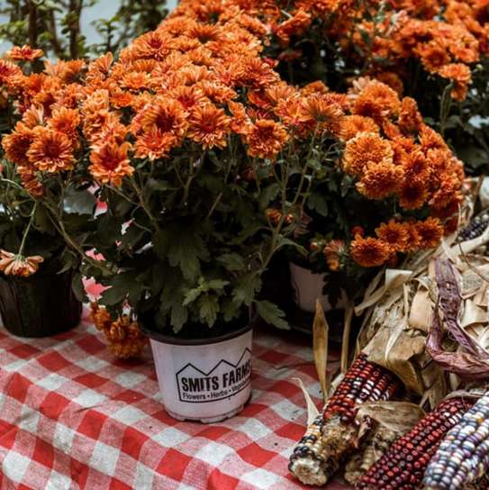 10 Simple Fall Floral Arrangements - Styled to Sparkle